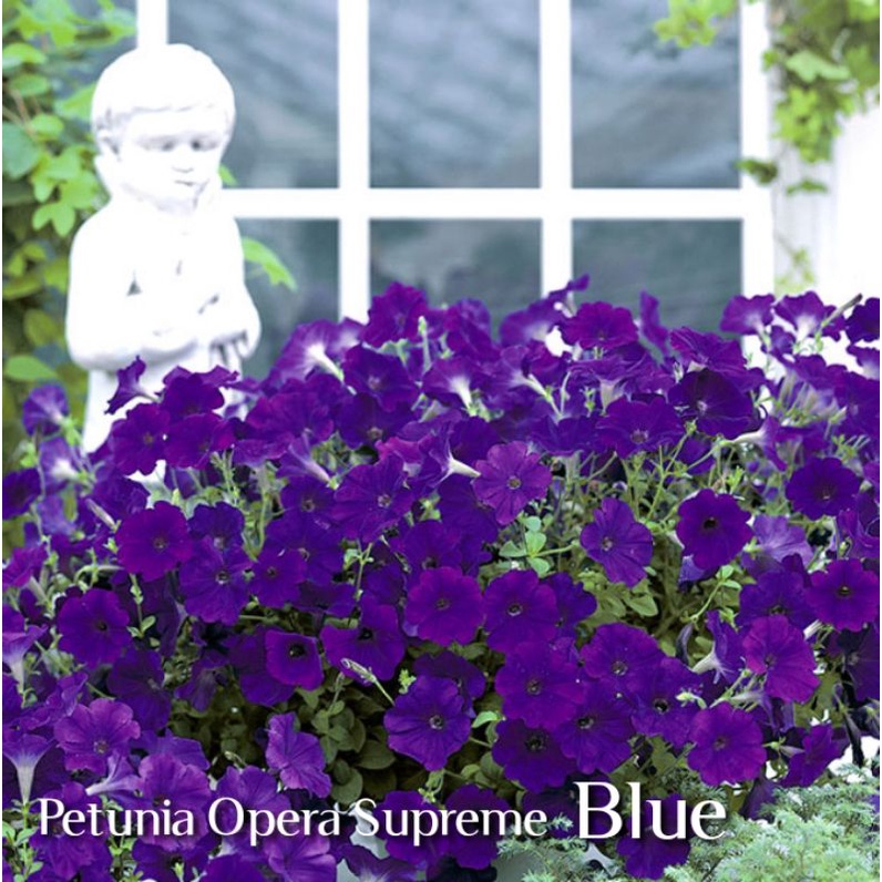 Jual Petunia Opera Supreme Blue F1 | Shopee Indonesia