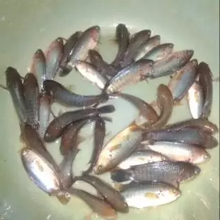 Jual Ikan Betok Terlengkap & Harga Terbaru Juni 2024 | Shopee Indonesia