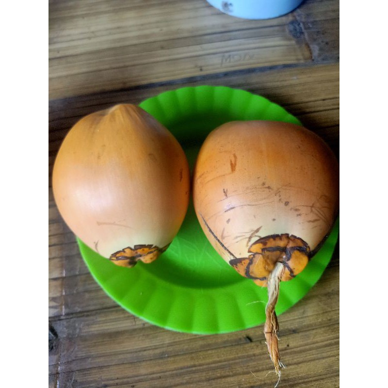 Jual jual buah kelapa muda kuning per 2 buah | Shopee Indonesia