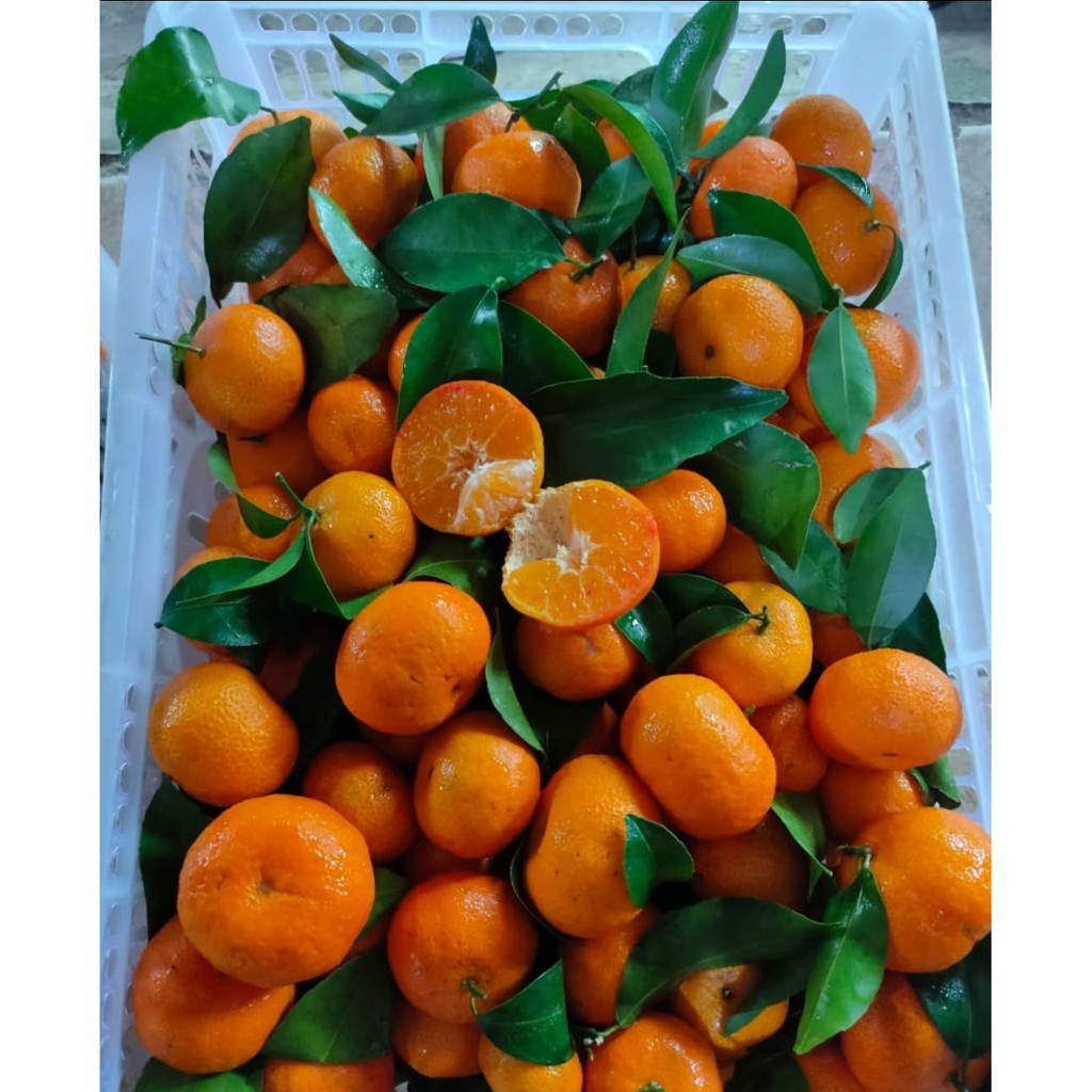 Jual Jeruk Shantang daun | Shopee Indonesia