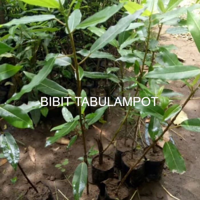 Jual Bibit Loa Pohon Loa Tanaman Loa Untuk Grafting Pohon Tin Ficus | Shopee Indonesia