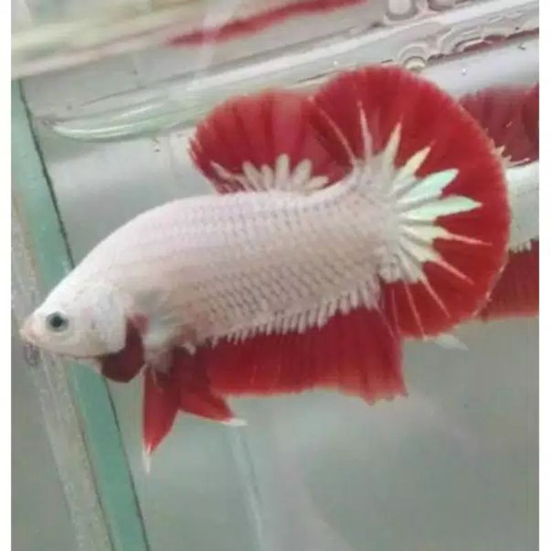 Jual IKAN cupang / Ikan Cupang / Cupang Hias MALE PLAKAT PK RED DRAGON ...