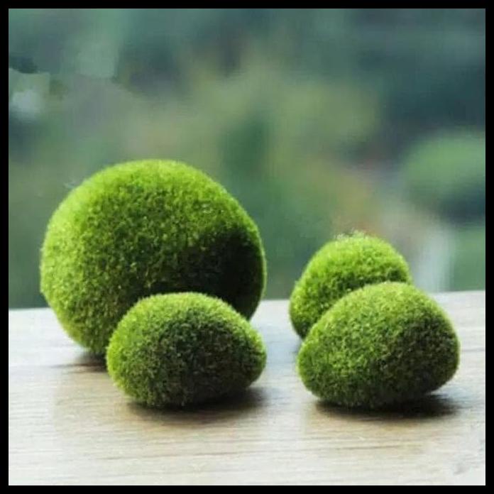 Jual Bismillah Tanaman Sintetis Aquascape Terrarium Marimo Moss Ball ...