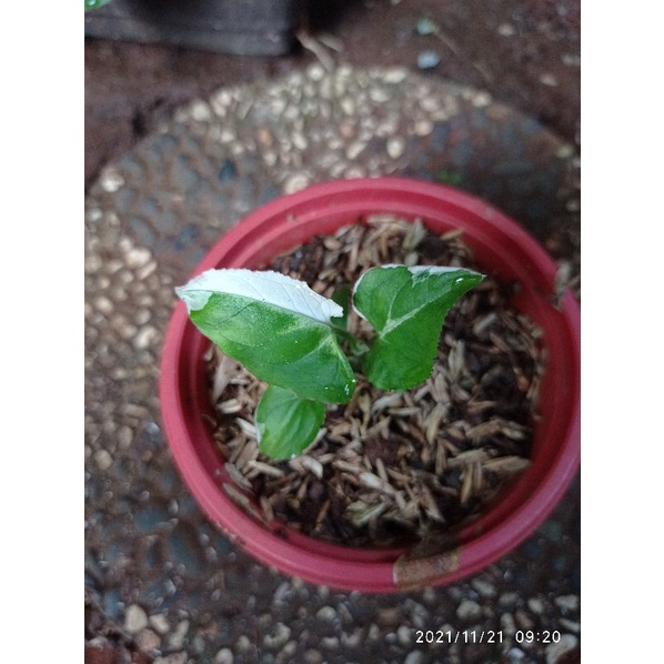 Jual Syngonium T25 Variegated | Shopee Indonesia