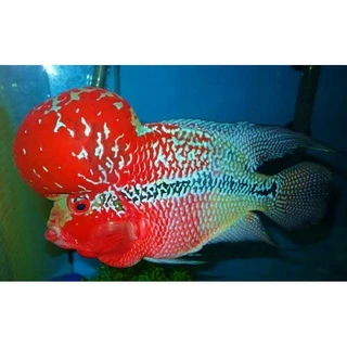 Jual Ikan Lohan Terlengkap & Harga Terbaru Juli 2024 | Shopee Indonesia