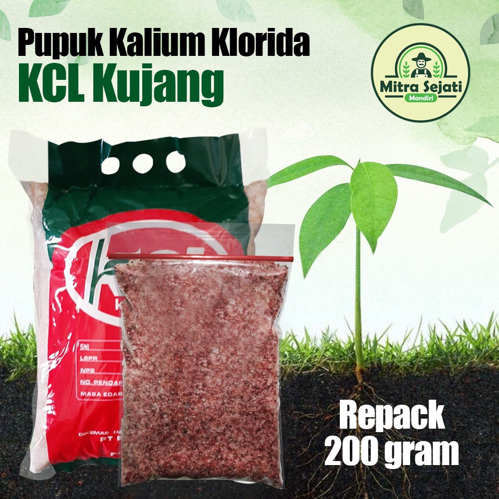 Jual Pupuk KCL Kujang 200 gram Pupuk Kalium Klorida Dapat Memperkuat ...