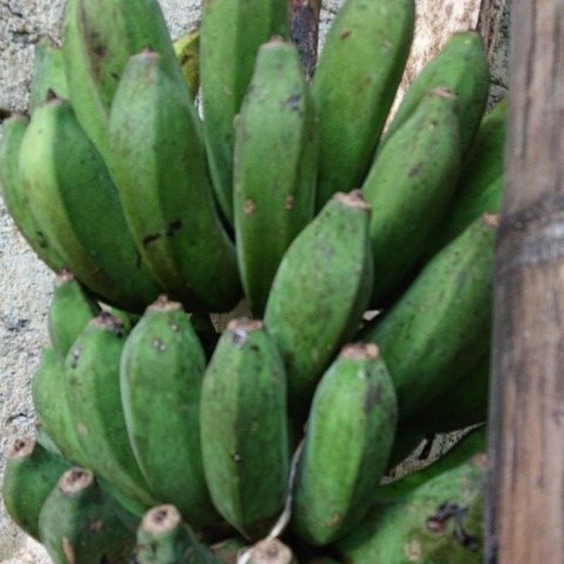 Jual pisang raja segar | Shopee Indonesia