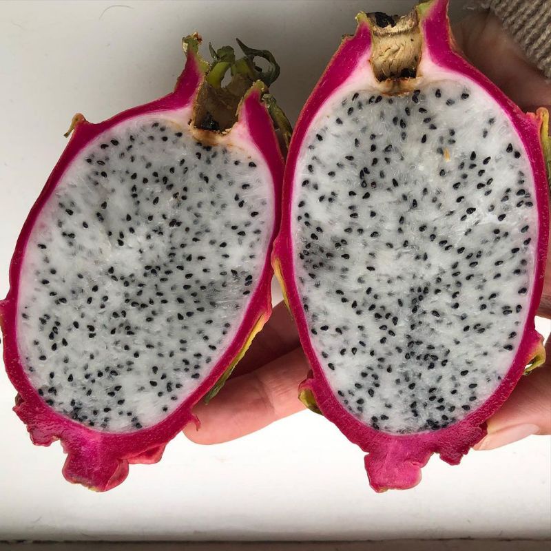 Jual bibit naga putih white vietnam | Shopee Indonesia