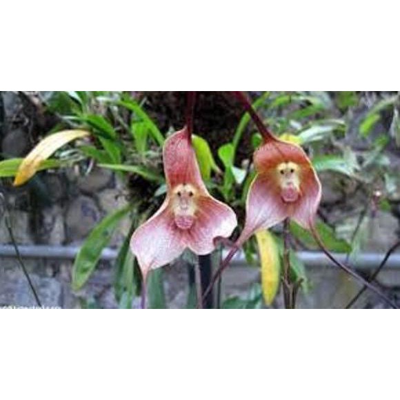 Jual Pusat Benih Tanaman. Langka Biji Benih Tanaman Bunga Anggrek Wajah ...