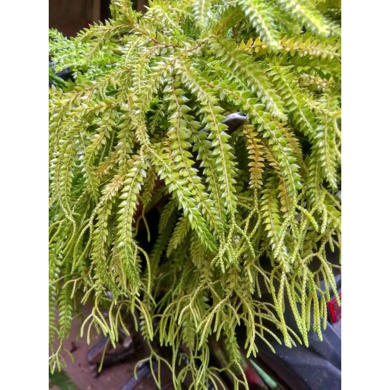 Jual kumpai rimbun | Shopee Indonesia