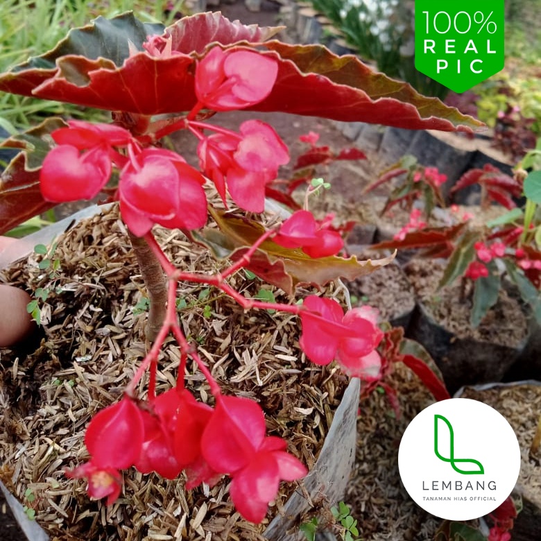 Jual Begonia Red Lokal Tanaman Hias Merah Size M Ukuran Remaja Bunga ...