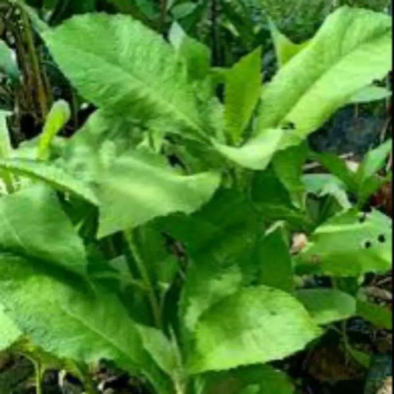 Jual daun sembung segar 500 grm | Shopee Indonesia