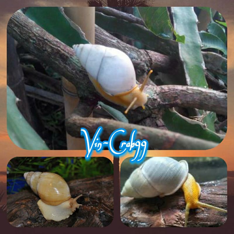 Jual Siput Hias Orange Snail | Shopee Indonesia