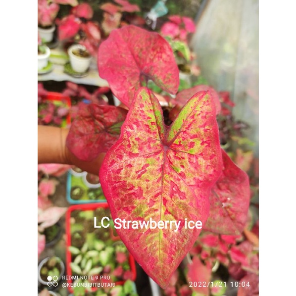 Jual Caladium New Hybrid Strawberry Ice | Shopee Indonesia