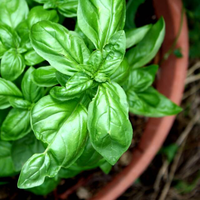 Jual 200 Benih Basil / Biji / Bibit Tanaman Basil | Shopee Indonesia