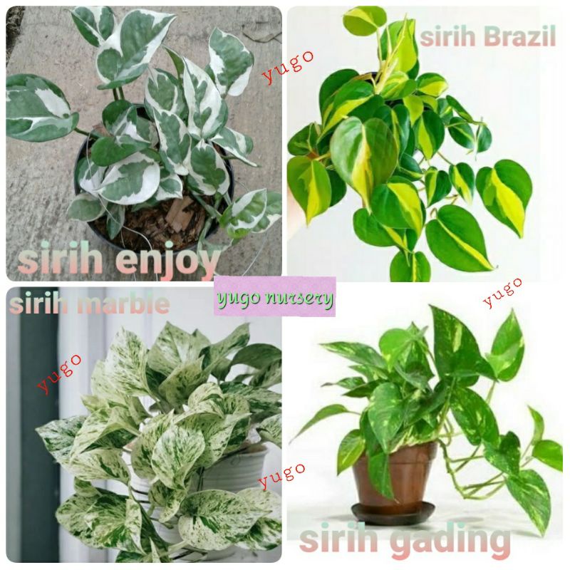 Jual Paket TERMURAH 4 jenis Sirih enjoy sirih Marble sirih brazil sirih ...