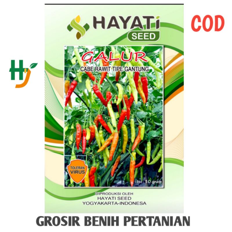 Jual Benih Cabe Rawit GALUR isi 10 Gram TAHAN VIRUS setara VIRAL ...