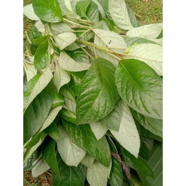 Jual Bibit pohon rende/reundeu,lalapan segar herbal | Shopee Indonesia