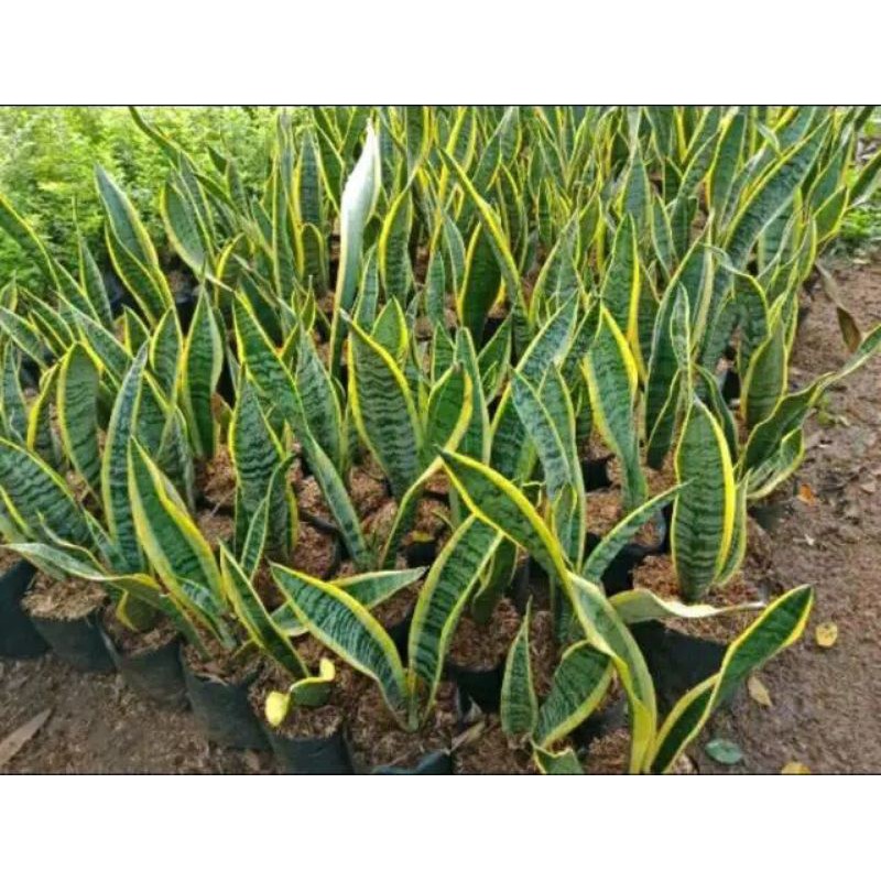 Jual TANAMAN HIAS LIDAH MERTUA/PEPEDANGAN SERAT KUNING | Shopee Indonesia