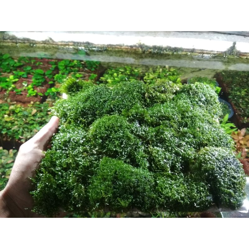 Jual ricardia moss daun mini | Shopee Indonesia