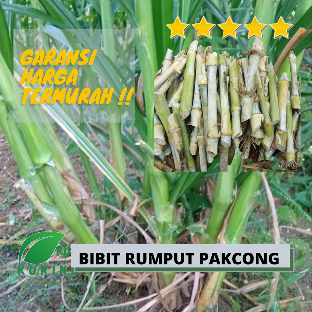 Jual KUKURING Bibit Rumput Pakchong Pakcong dan Odot - Pakan Hewan ...