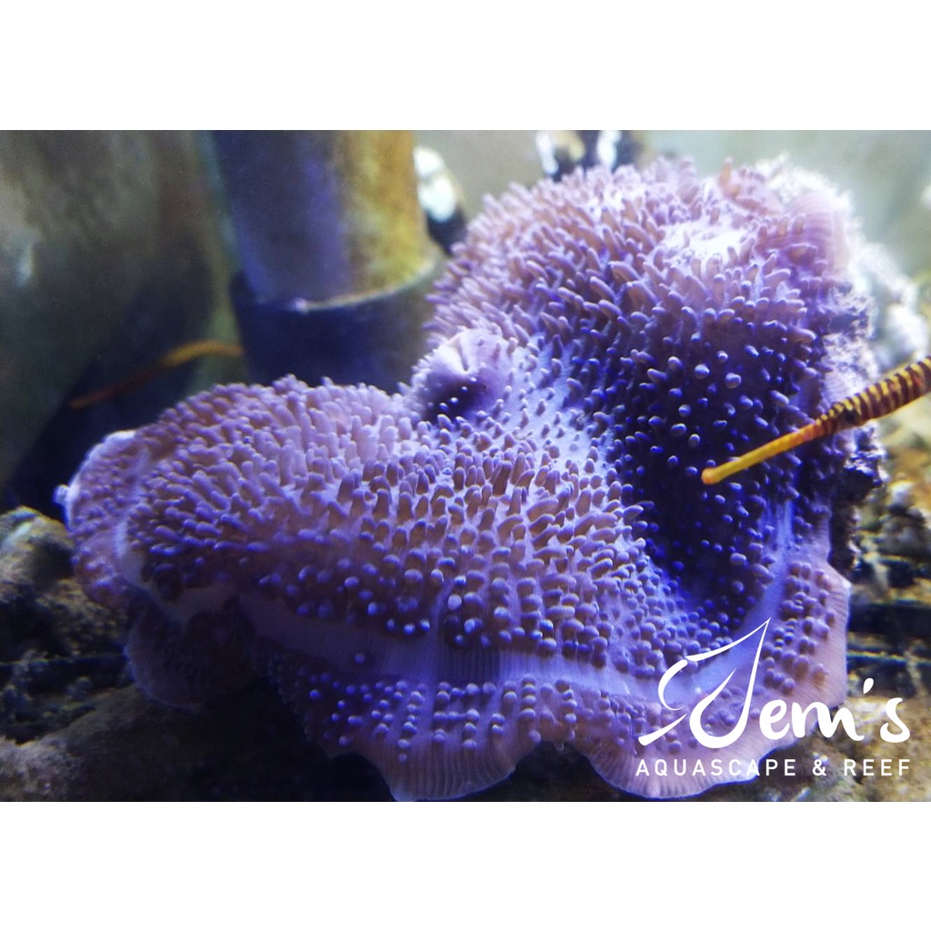 Jual Coral Jamur Mangkok (Giant Cup Mushroom) | Shopee Indonesia