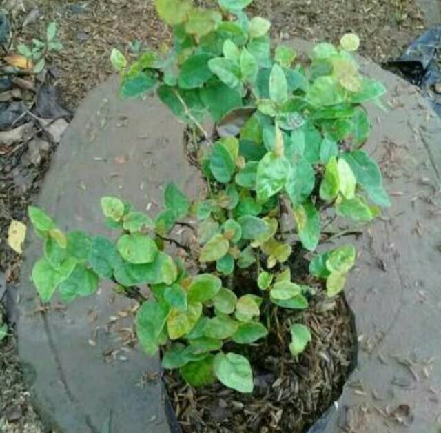 Jual Tanaman rambat dolar kecil - pohon dolar kecil - tanaman dolar ...