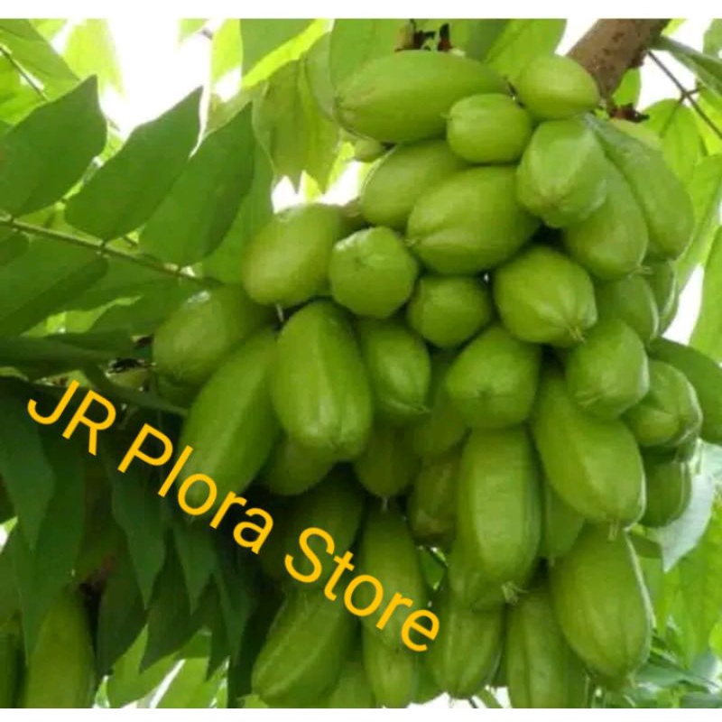 Jual Buah Asam Belimbing Wuluh/Belimbing Besi tanaman herbal | Shopee Indonesia