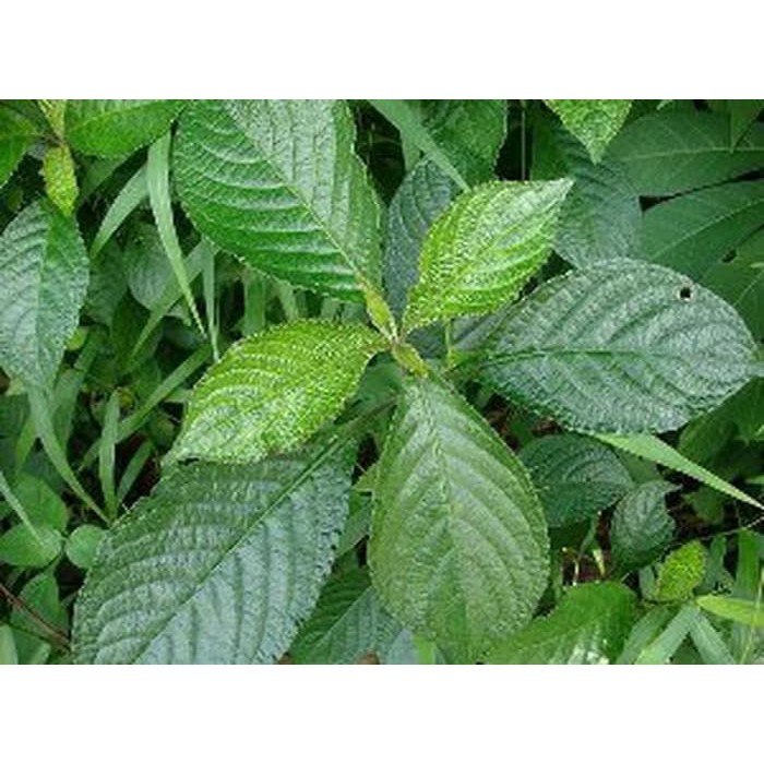 Jual terbaik Ready Daun keji beling atau pecah beling fressh segar ...