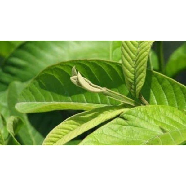 Jual DAUN JAMBU BIJI PUCUK ( DAUN MUDA ) 1000GRAM | Shopee Indonesia