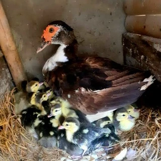 Jual Anak Entok Terlengkap & Harga Terbaru Juli 2024 | Shopee Indonesia