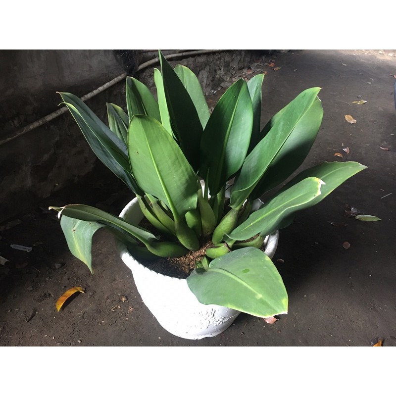 Jual Philo katak | Shopee Indonesia