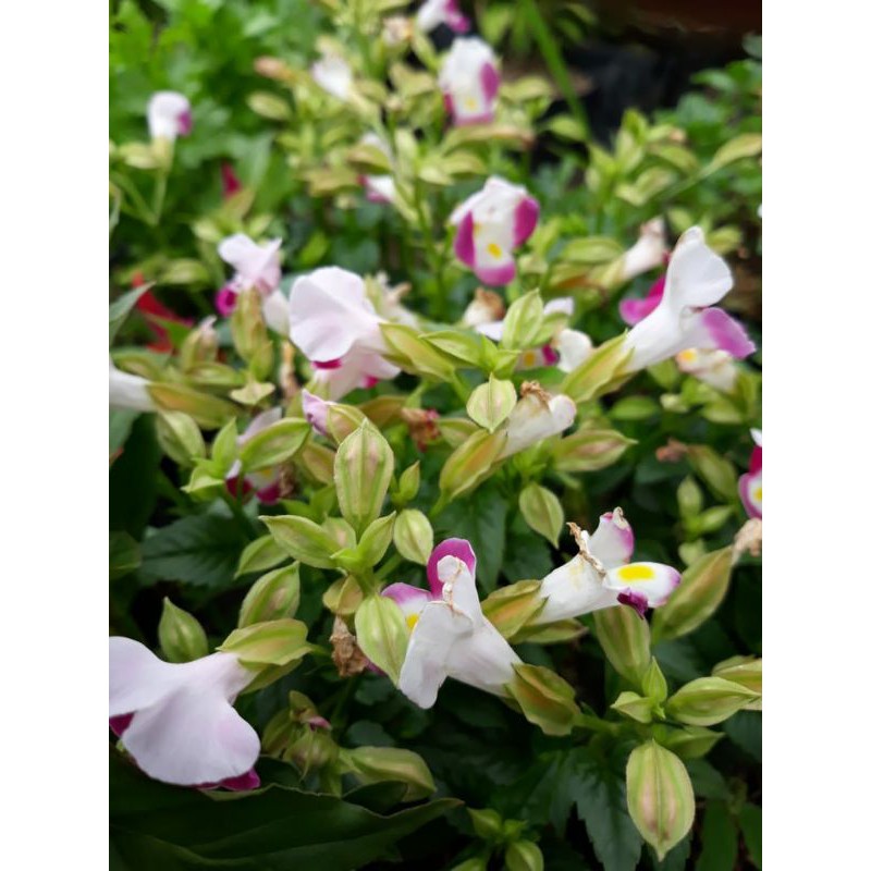 Jual Bunga Teronia mata kucing Sudah RIMBUN dan Berbunga (muncul benih ...