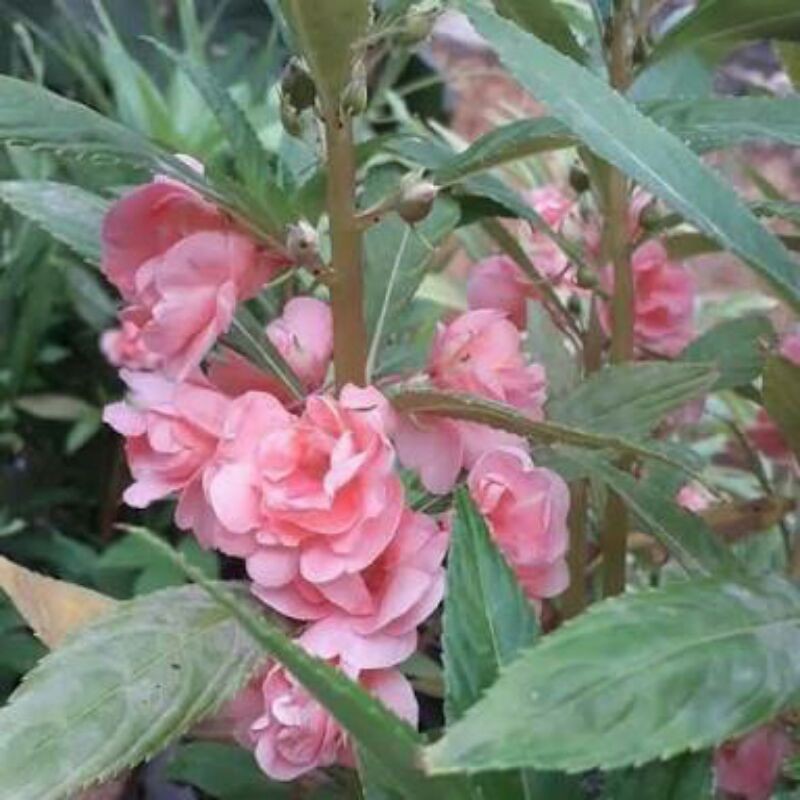 Jual Benih Bunga Pacar Pink/ 10 biji | Shopee Indonesia