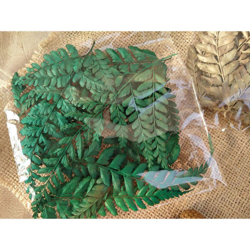 Jual Daun Pakis Kering Hiasan Rustic Dried Flower Dekorasi Foto Hiasan ...