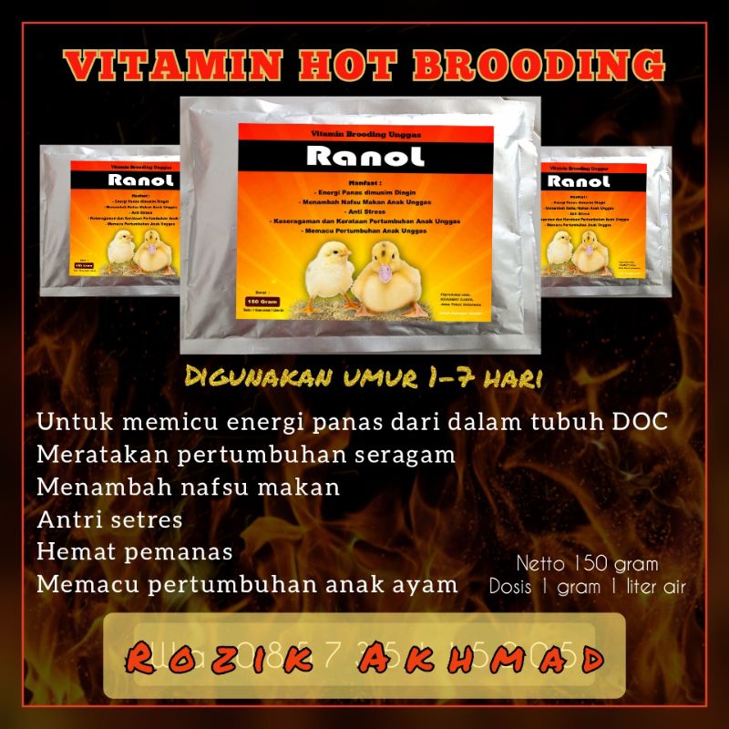 Jual RANOL HOT BROODING suplemen ayam vitamin ayam | Shopee Indonesia