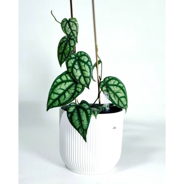 Jual Tanaman bunga Sirih perak / sirih silver / piper sylvaticum ...