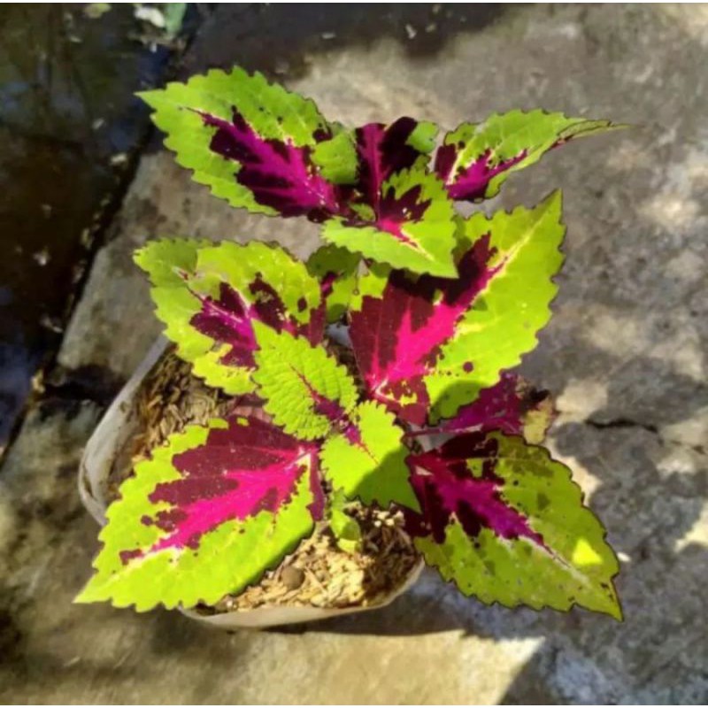 Jual Tanaman Hias Miana Hijau Merah-pohon miana-bunga hidup murah ...