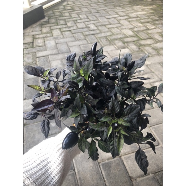 Jual Tanaman hias atau konsumsi cabe hitam murah (Beli 5 gratis 1 ...