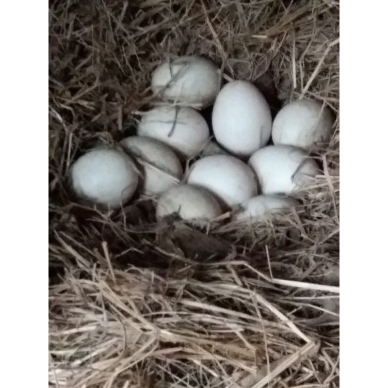 Jual TELUR ENTOG/ENTOK/MANILA | Shopee Indonesia