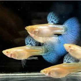 Jual IKAN GUPPY BLUE GRASS ALBINO | Shopee Indonesia