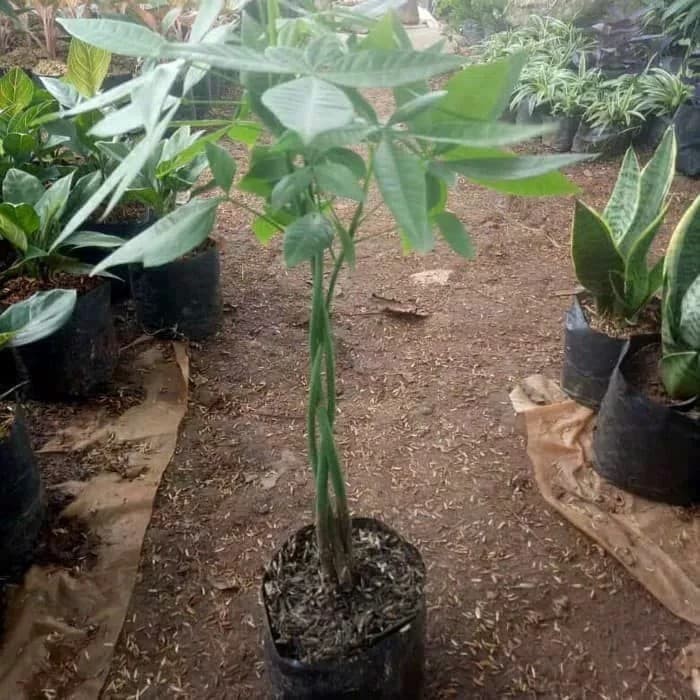 Jual Afandi Flora tanaman bunga hias pachira kepang 3 - Afandi Flora ...