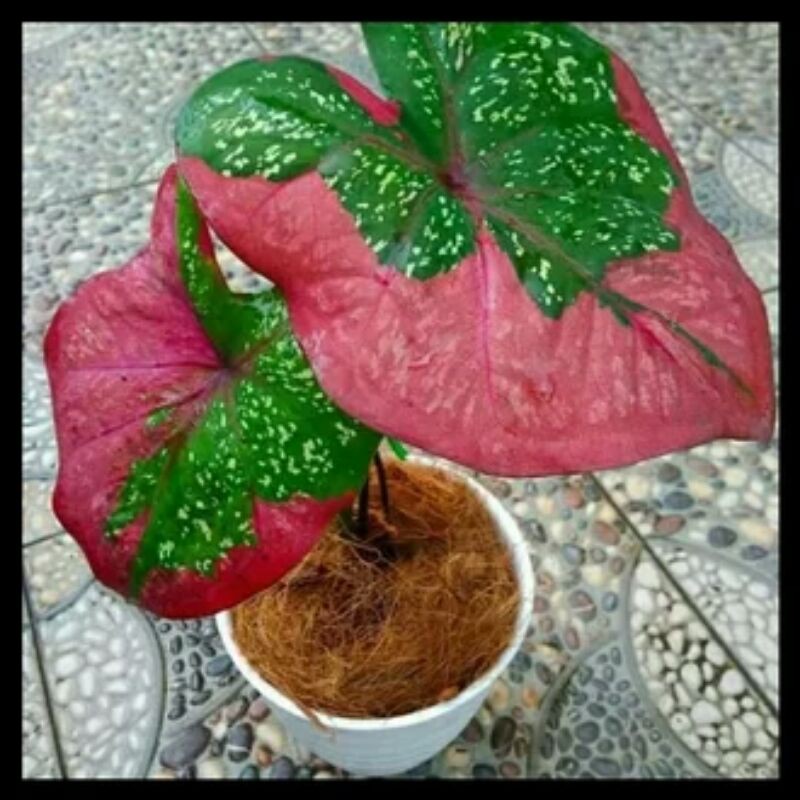 Jual tanaman hias caladium keladi baret merah + pot tawon | Shopee ...
