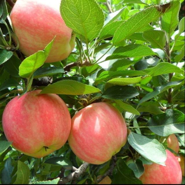 Jual Tanaman Buah Apel Anna | Shopee Indonesia