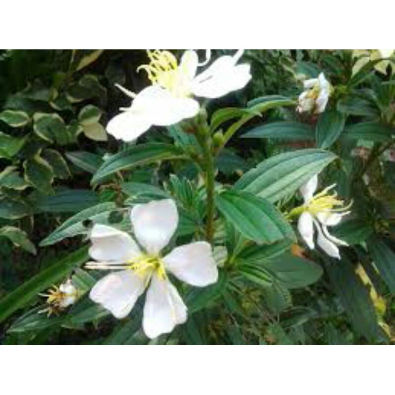 Jual benih bunga senduduk putih | Shopee Indonesia