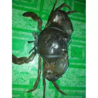 Jual Kepiting Alaska Terlengkap & Harga Terbaru Mei 2024 | Shopee Indonesia