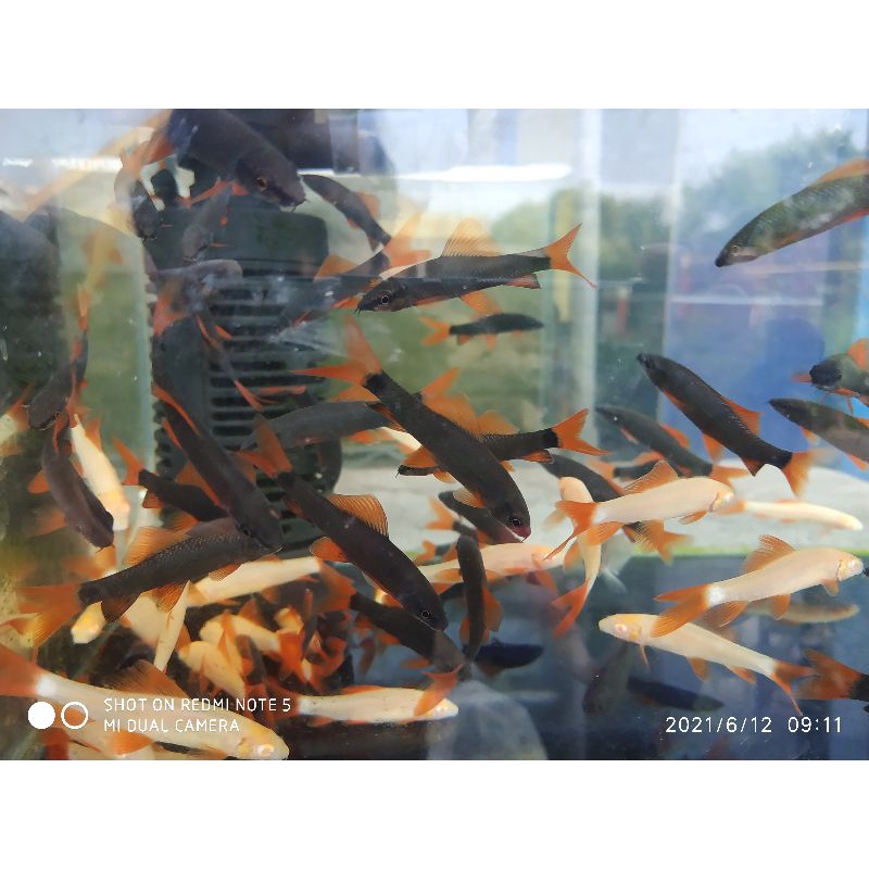 Jual ikan redfin (hiu mini) HITAM/ALBINO BISA REQUEST | Shopee Indonesia