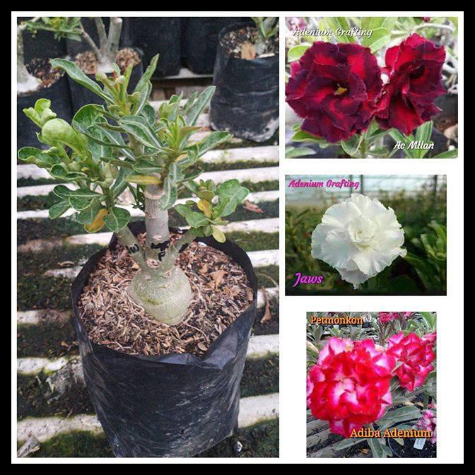 Jual Adenium Grafting Size C "1 Pohon Banyak Macam Warna Bunganya ...