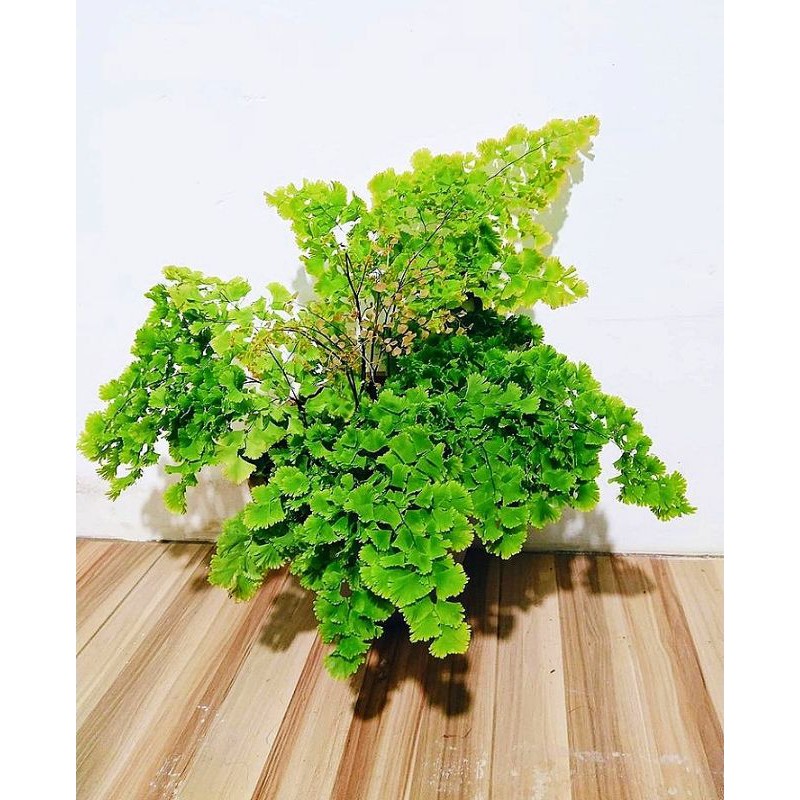 Jual Tanaman Hias Suplir - pohon suplir Boston - suplir keriting ...
