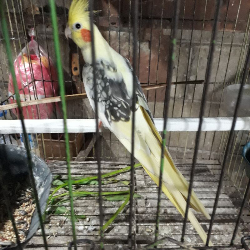 Jual burung parkit australia ( satuan ) | Shopee Indonesia